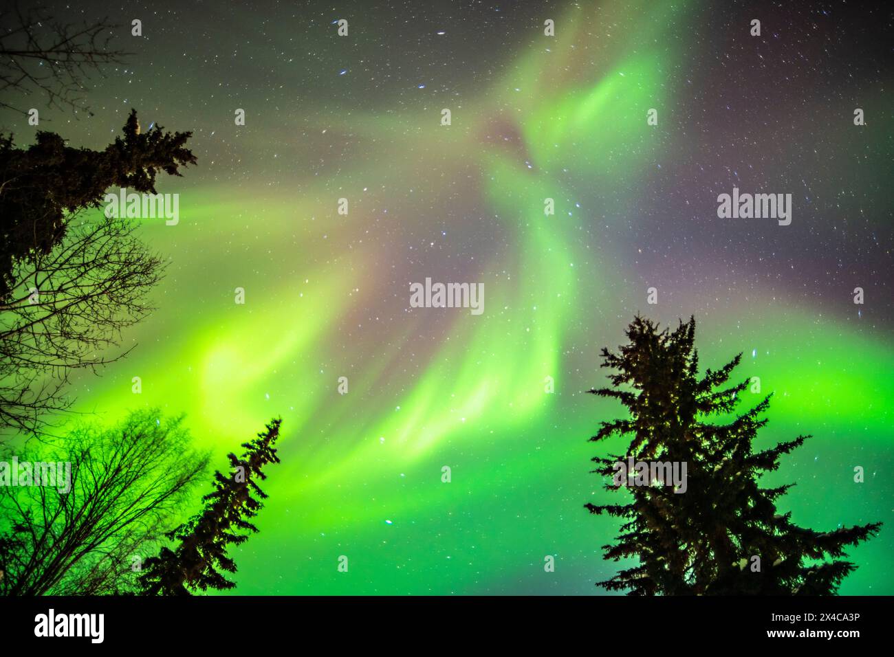 USA, Alaska, Fairbanks. Northern lights and stars Stock Photo - Alamy