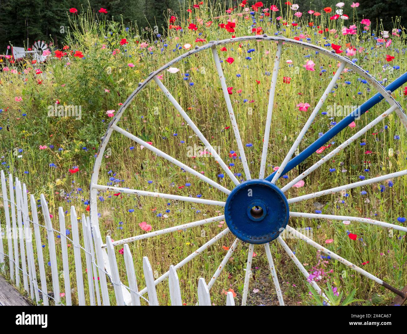 USA, Alaska. White picket fence line and old wagon wheel in a field of ...
