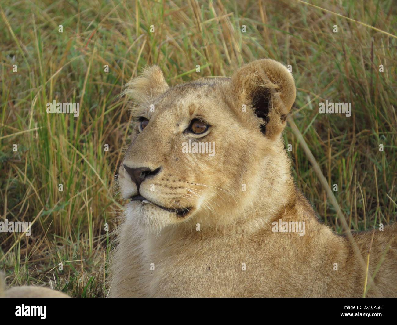 Lion leo panthera hi-res stock photography and images - Alamy