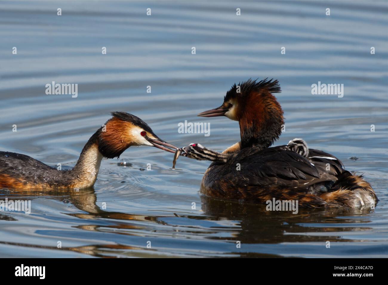 Grebe feet hi-res stock photography and images - Alamy