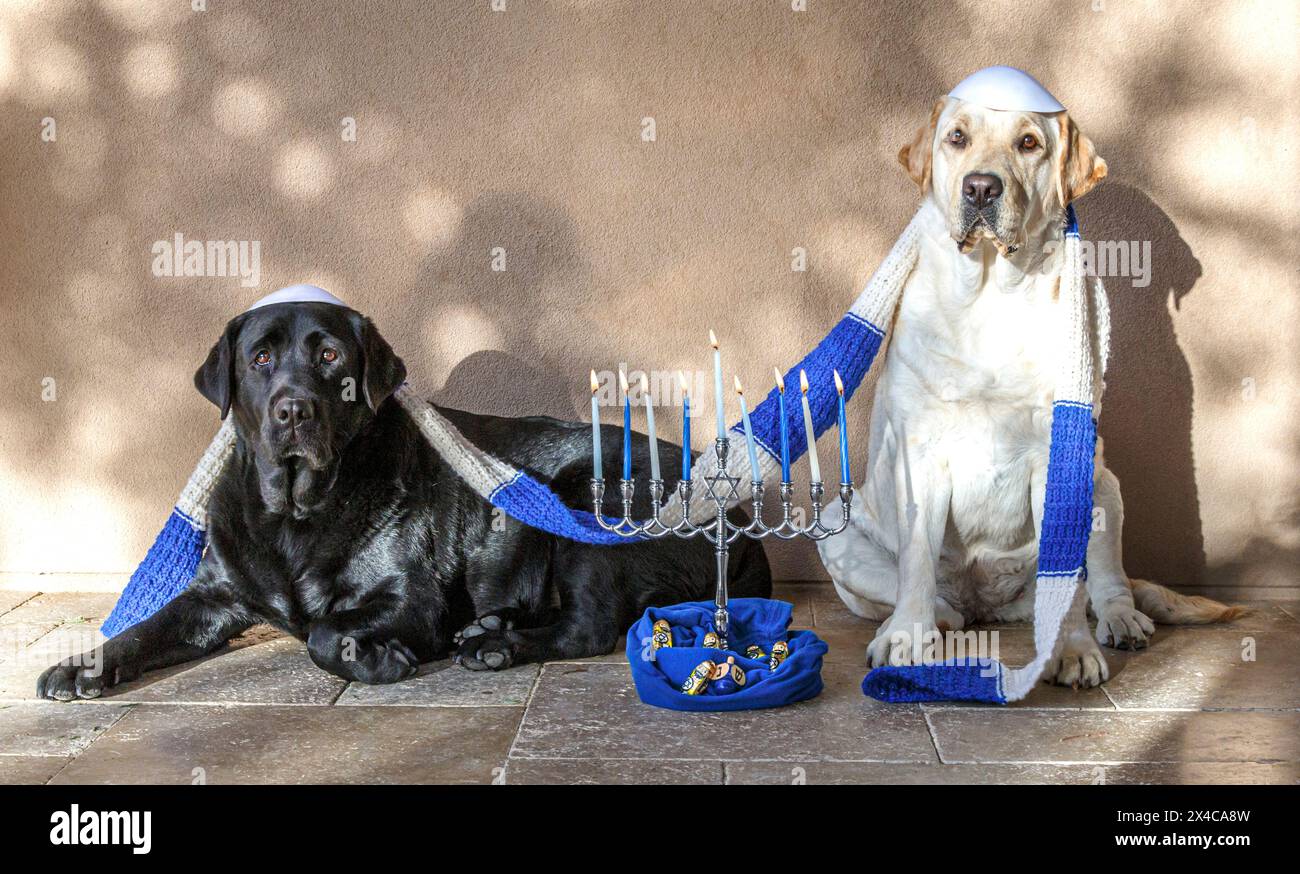 USA, Arizona, Buckeye. Black and yellow Labrador retrievers dressed up ...