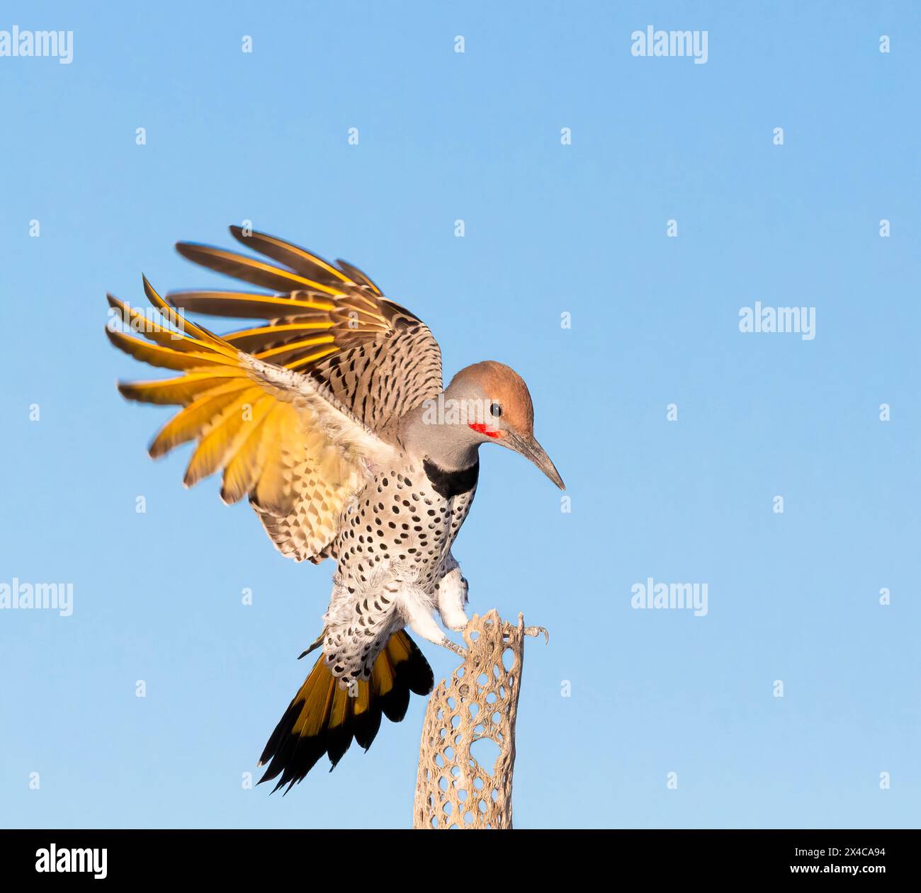 USA, Arizona, Buckeye. Gilded flicker landing on a cholla skeleton ...