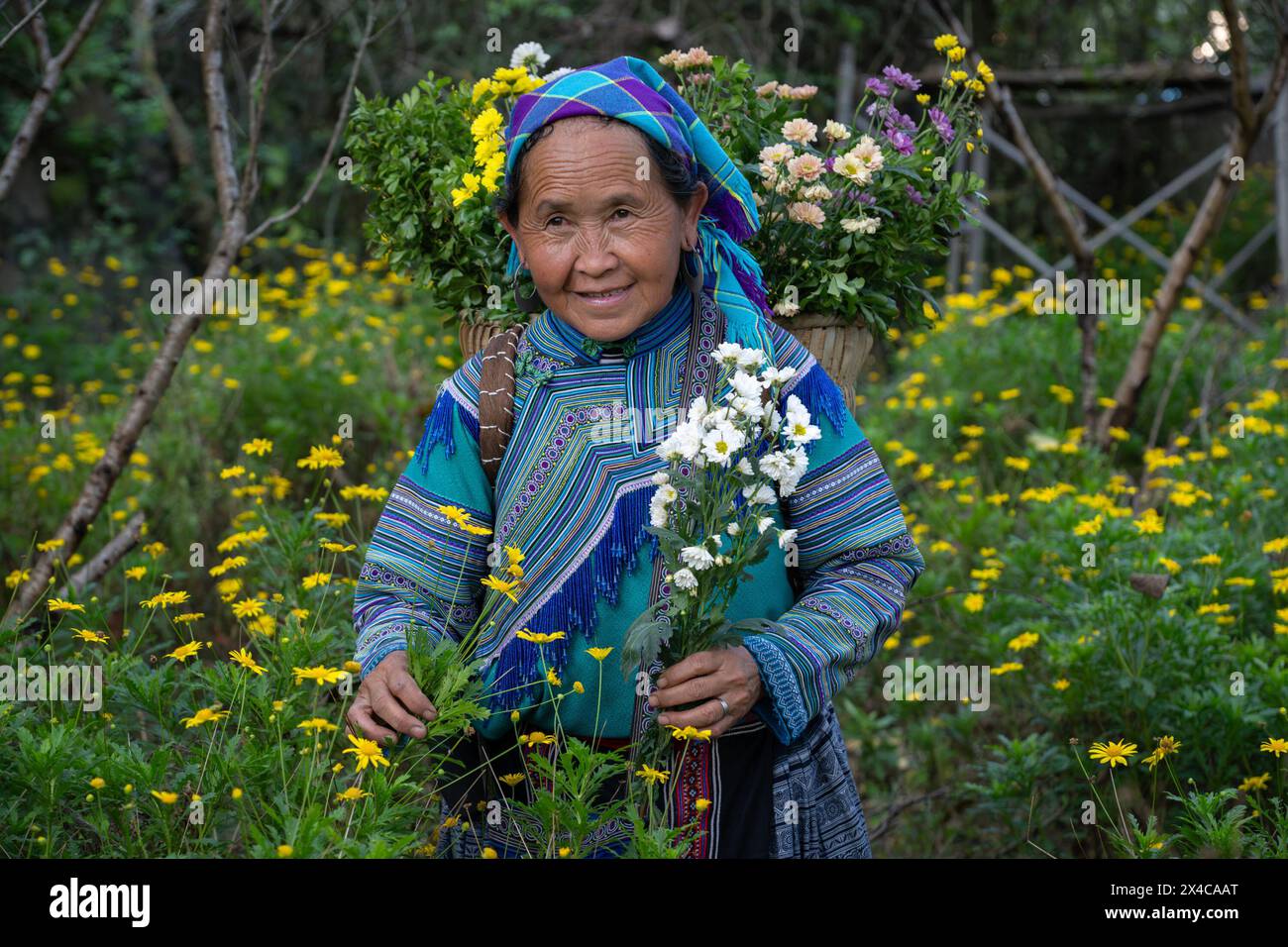 Flower Hmong woman picking flowers in the grounds of the Hmong Kings ...