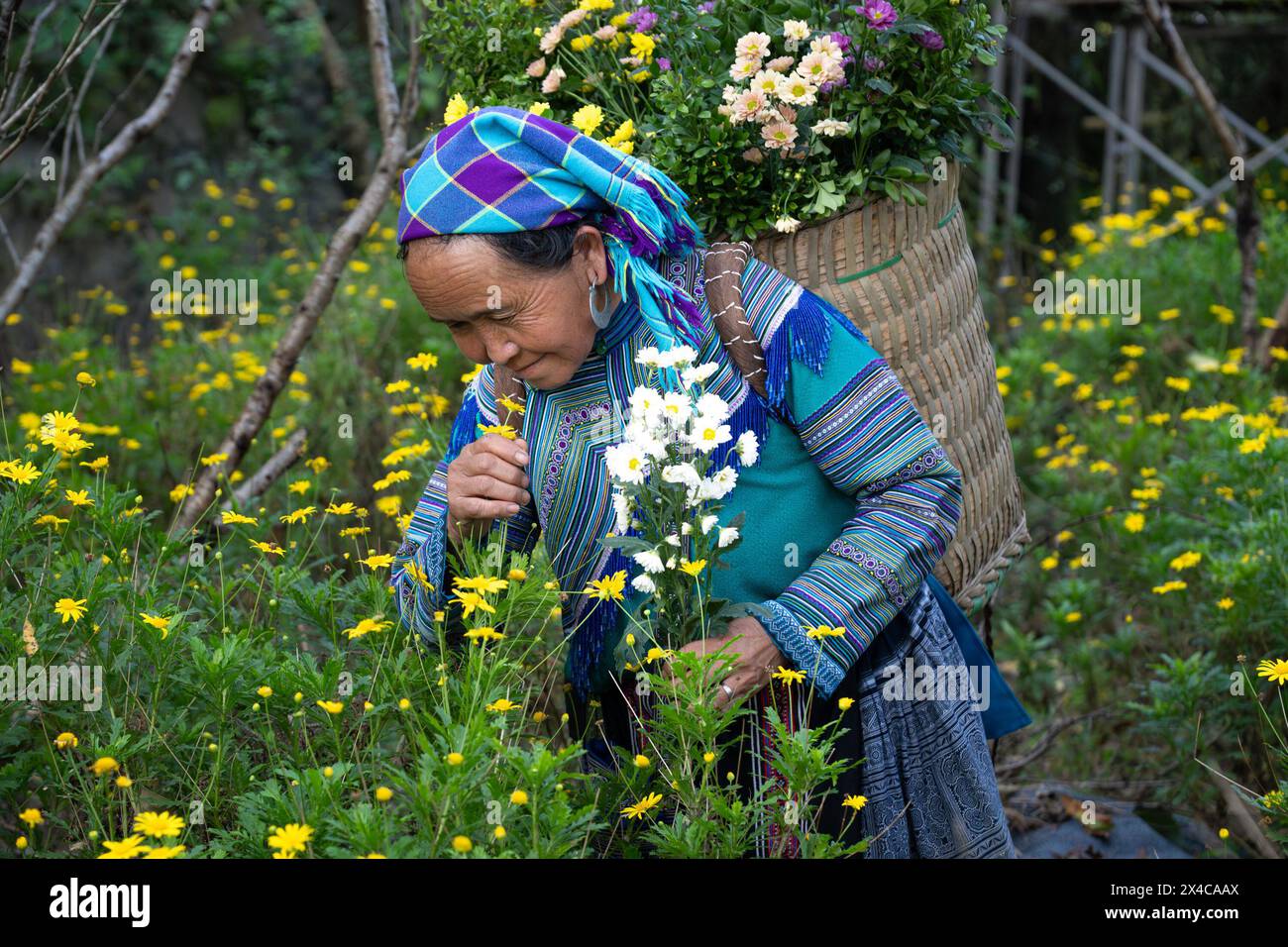 Flower Hmong woman picking flowers in the grounds of the Hmong Kings ...