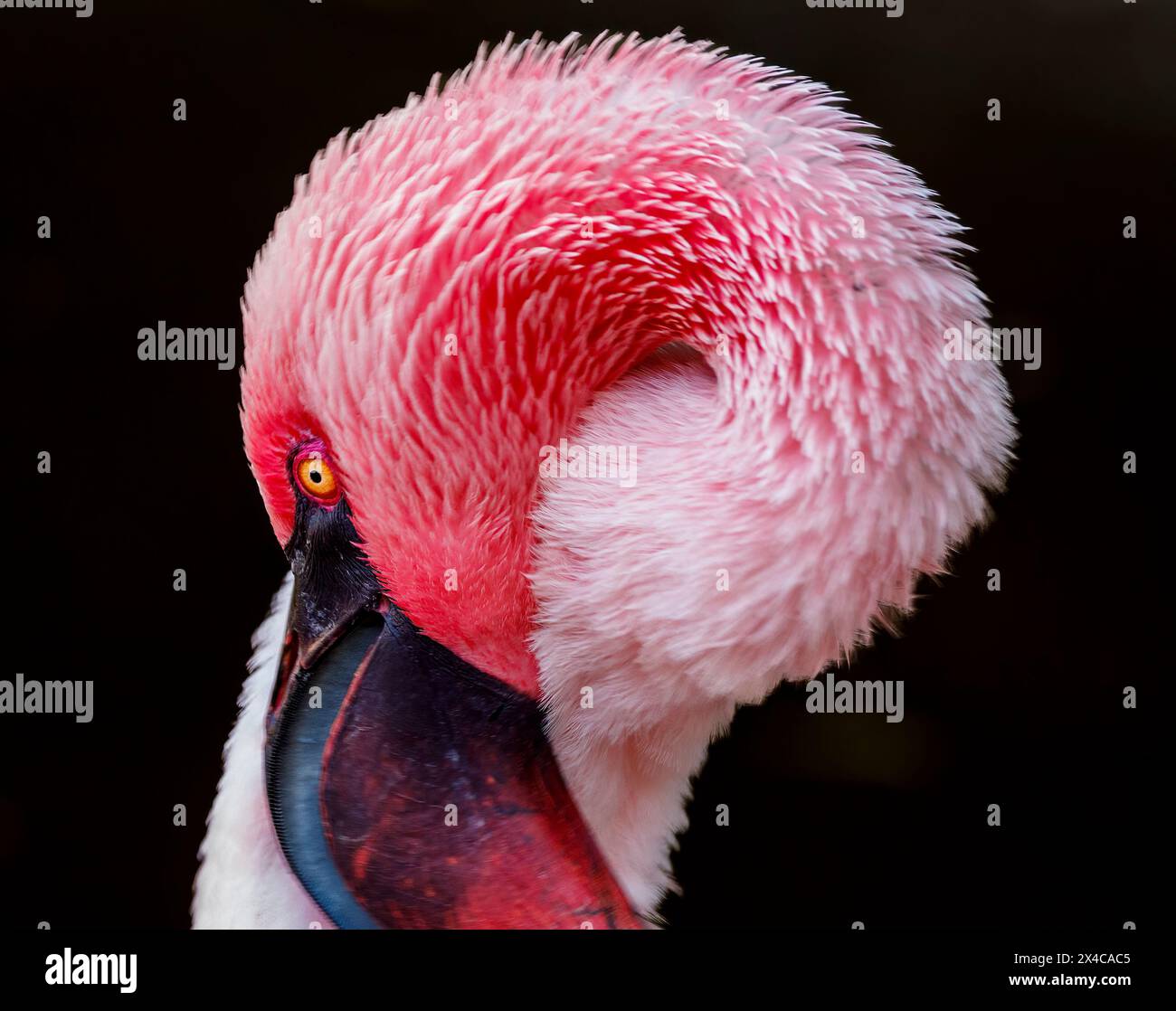 USA, Arizona, Waddell, Wildlife World Zoo. Close-up of flamingo's ...