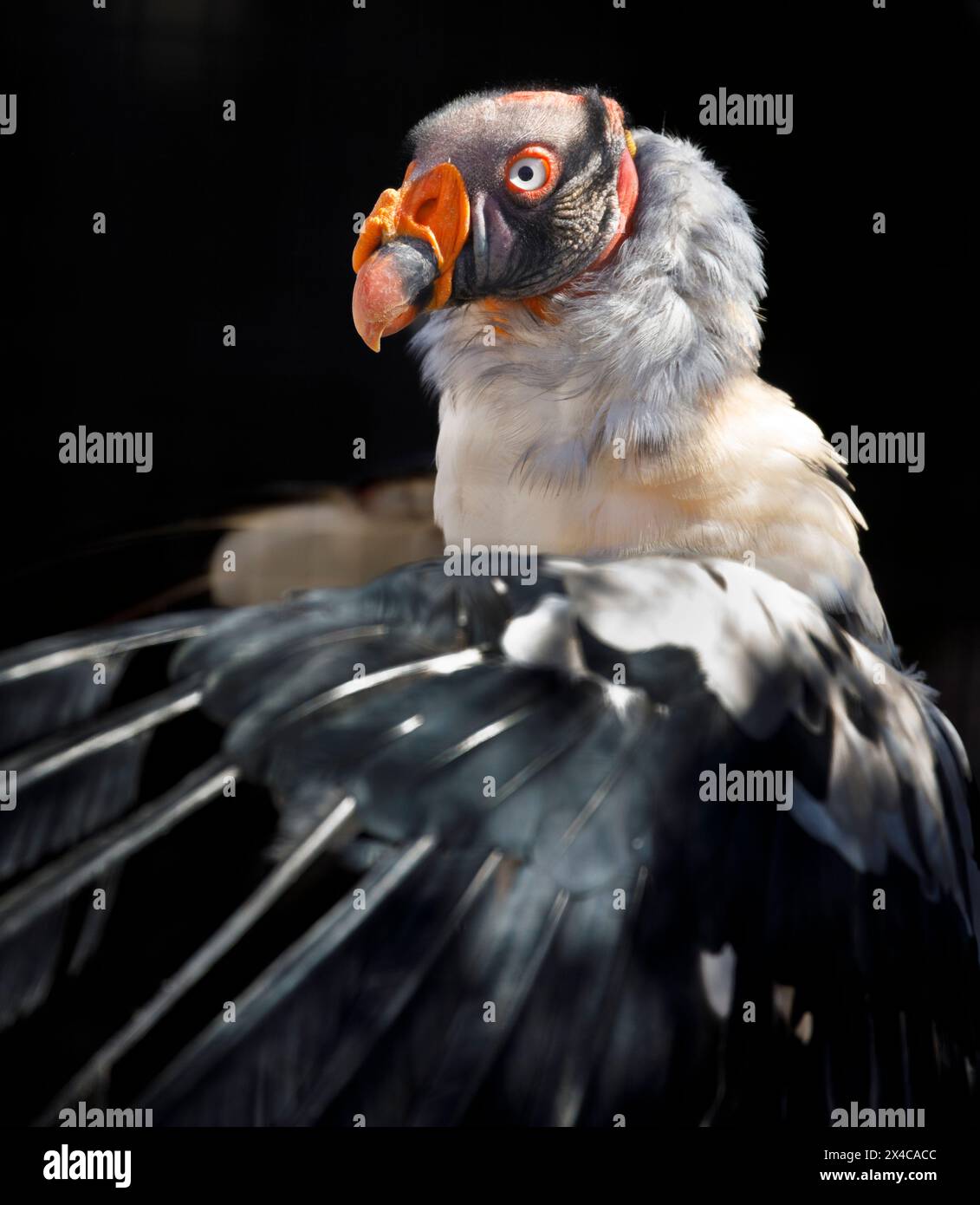 USA, Arizona, Waddell, Wildlife World Zoo. Close-up of king vulture ...