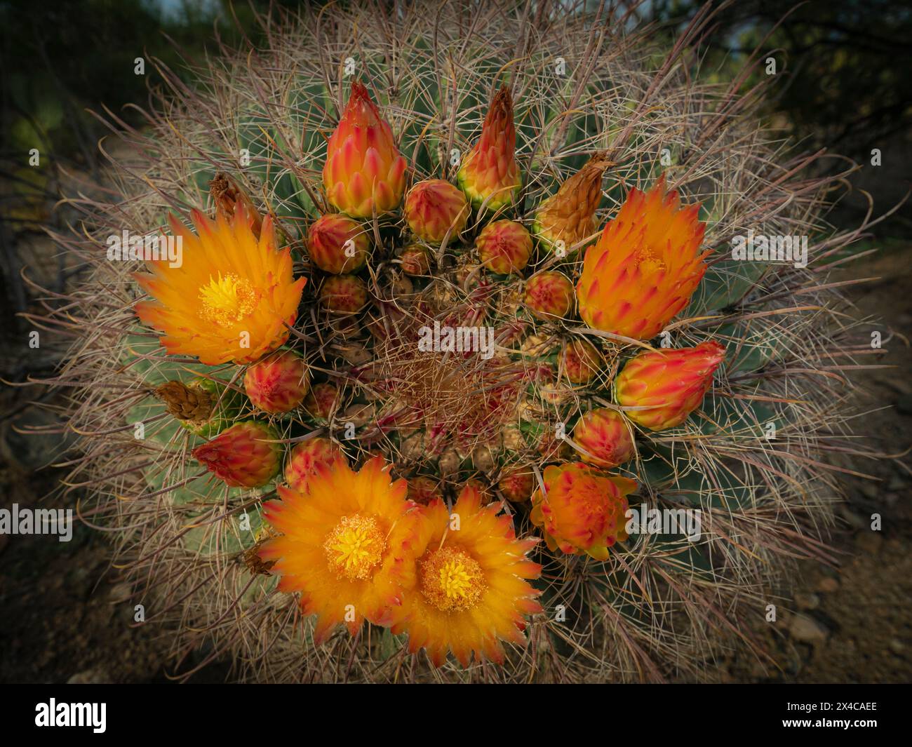 Arizona barrel cactus blooms in the Saguaro National Park West, Arizona ...