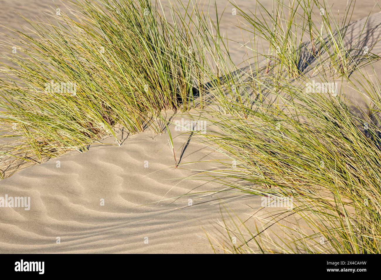 USA, California, Central Coast, Oceano. Dune grass at Pismo State Beach Dune Preserve Stock ...