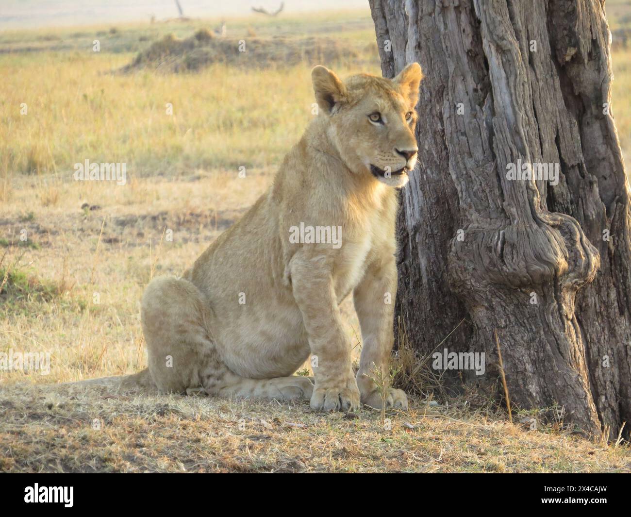 Lion leo panthera hi-res stock photography and images - Alamy