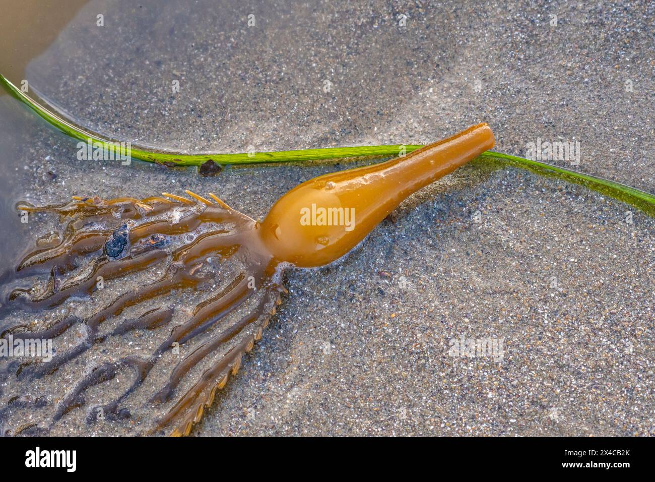 USA, California, Morro Bay. Kelp on Morro Strand State Beach sand Stock ...