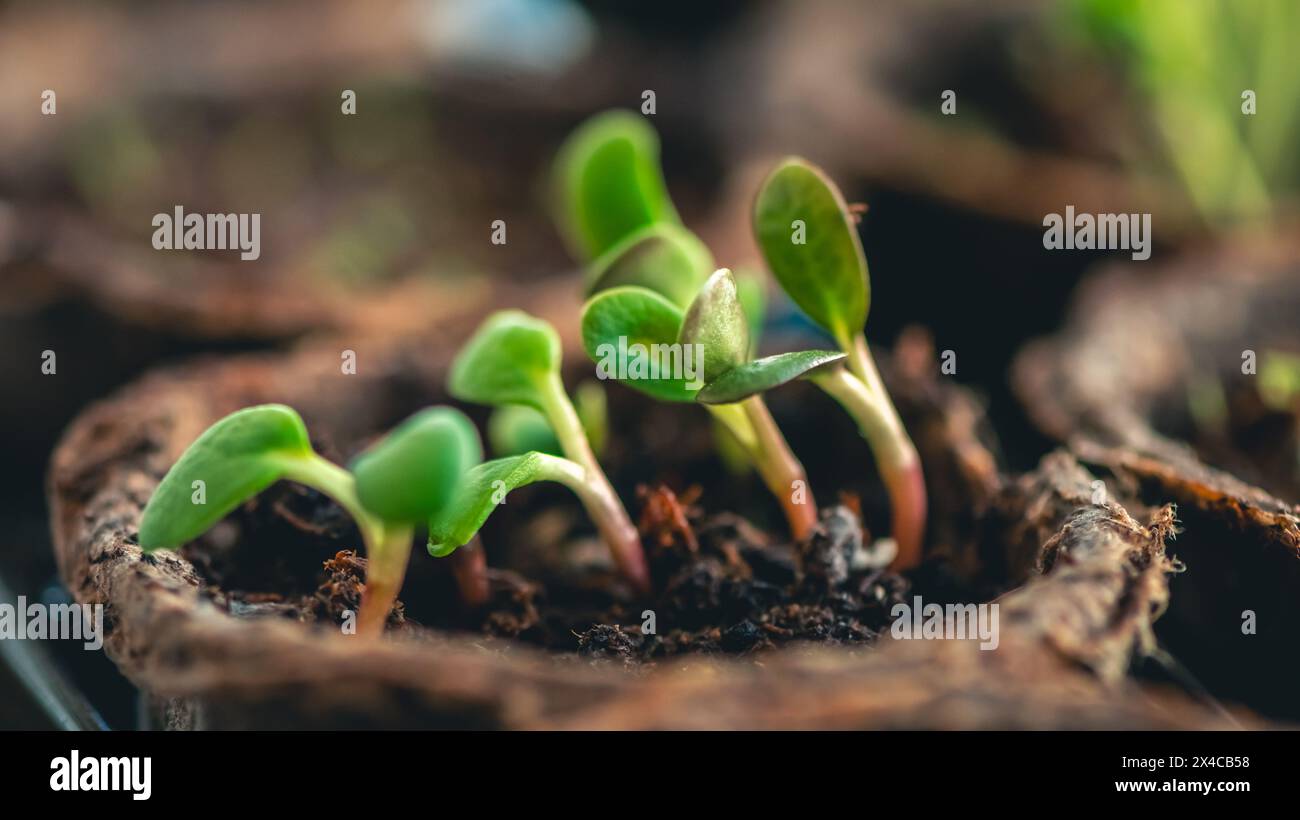 green sprouts of seedlings in peat pots, on the windowsill near the ...