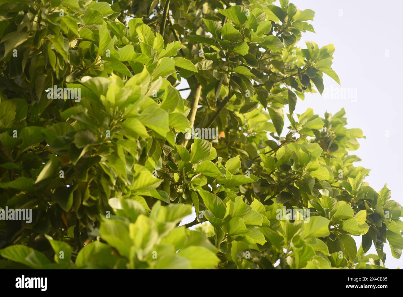 Avocado tree hi-res stock photography and images - Alamy