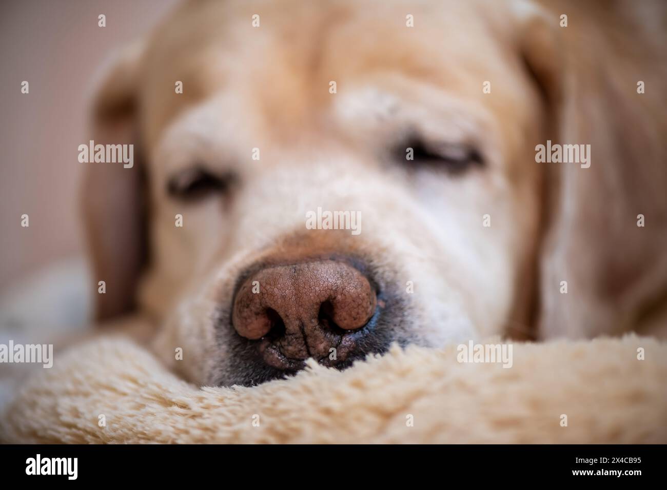 labrador retriever dog lying on his soft dog bed and sleeping. Labrador ...