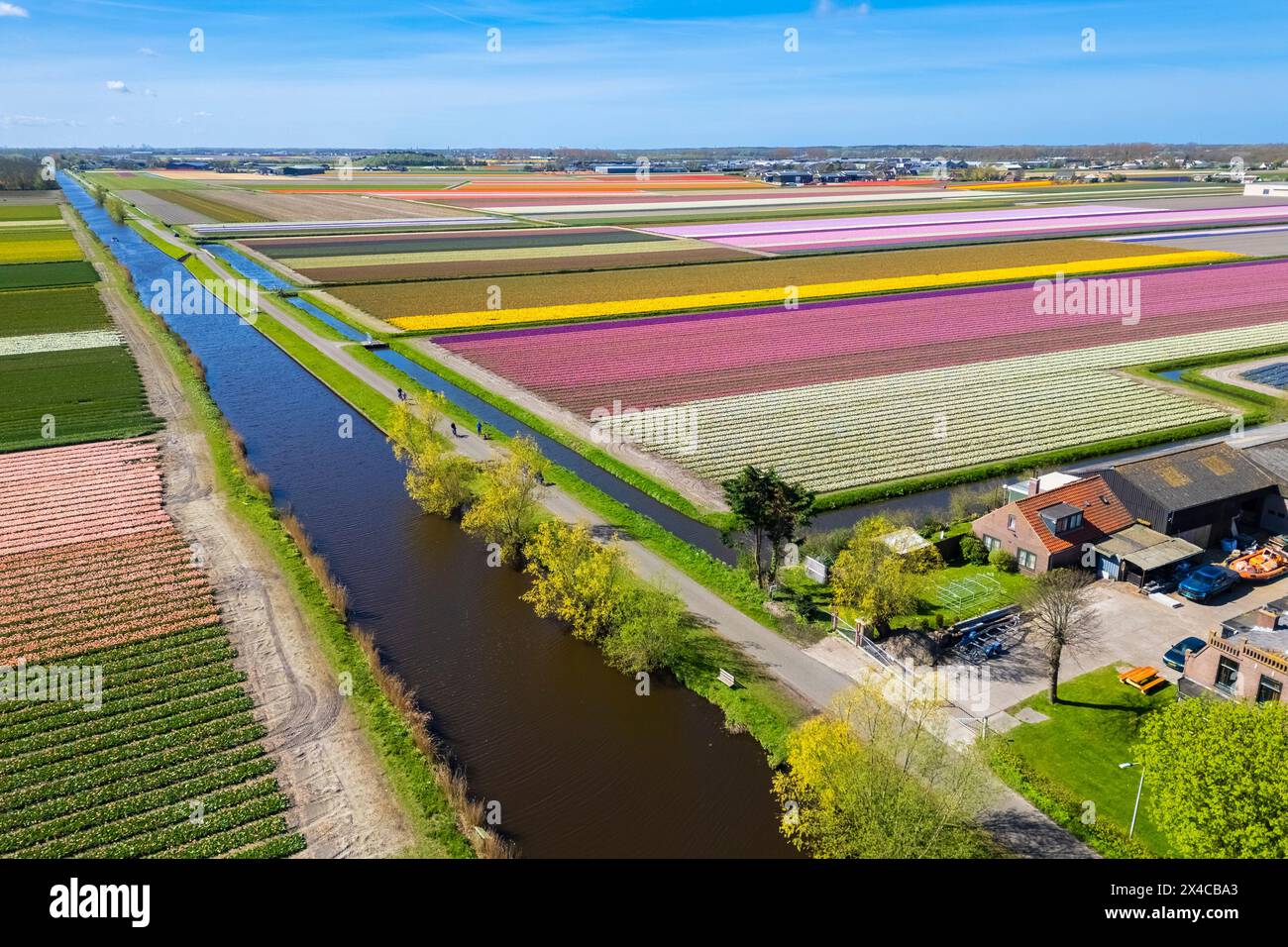 Aerial view of tulips stripes of various colors in spring. De Zilk ...