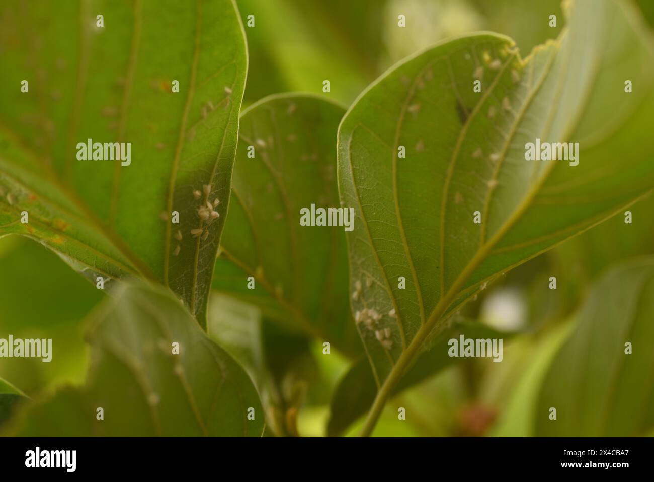 Avocado tree foliage with a budding flower Stock Photo - Alamy