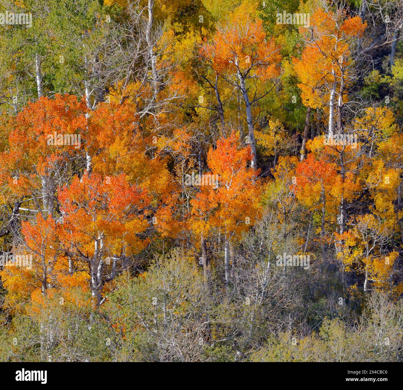 USA, California, Lundy Canyon. Eastern Sierras and hillside of Aspens ...