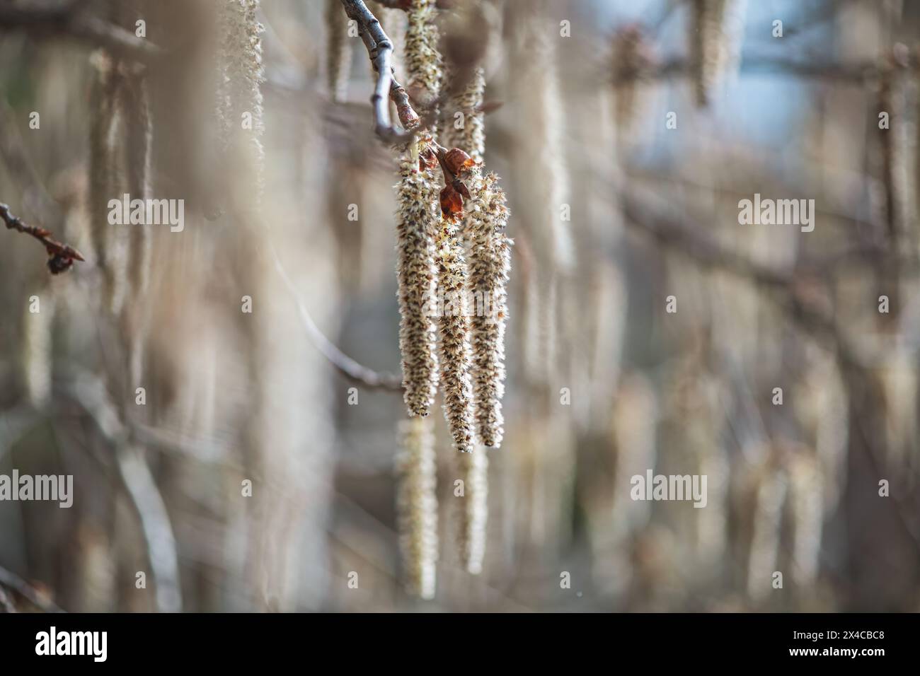 close up Backlit cluster of male Quaking Aspen (Populus tremuloides ...