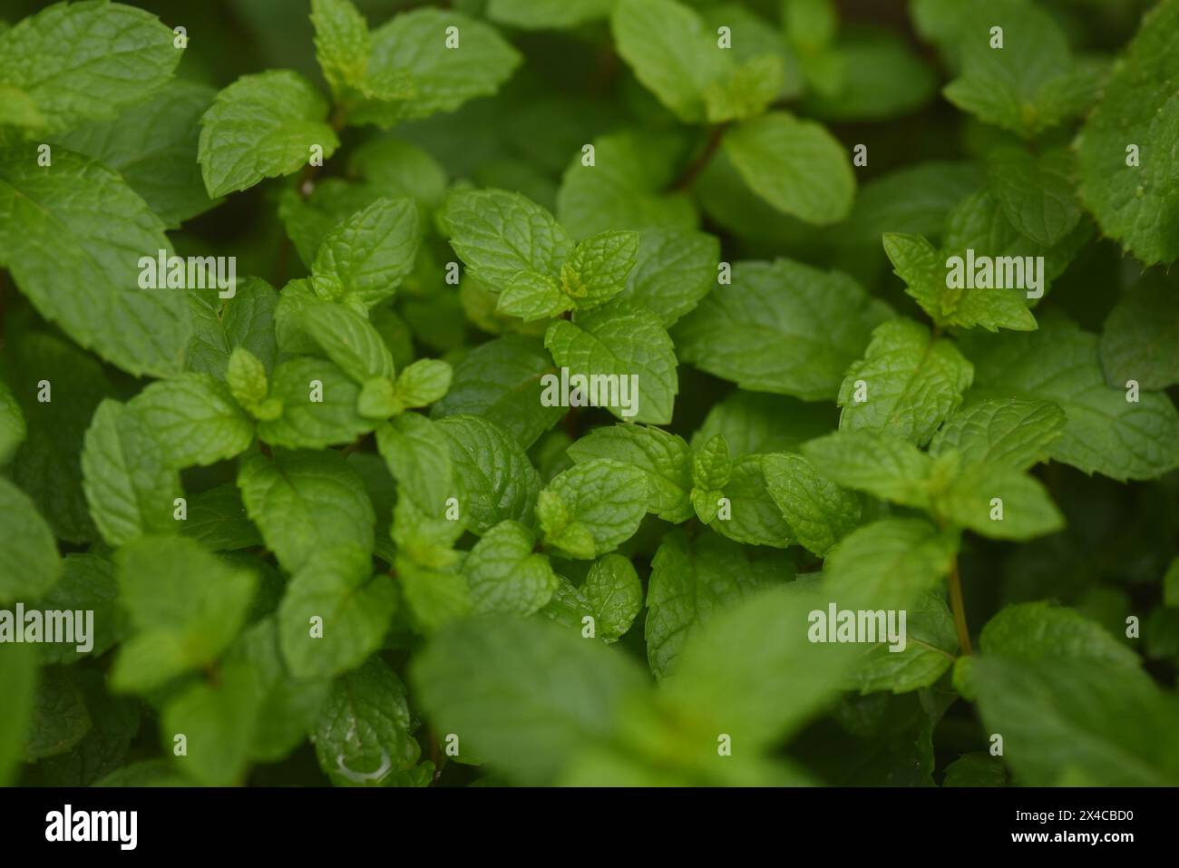 Numerous indoor plants hi-res stock photography and images - Alamy