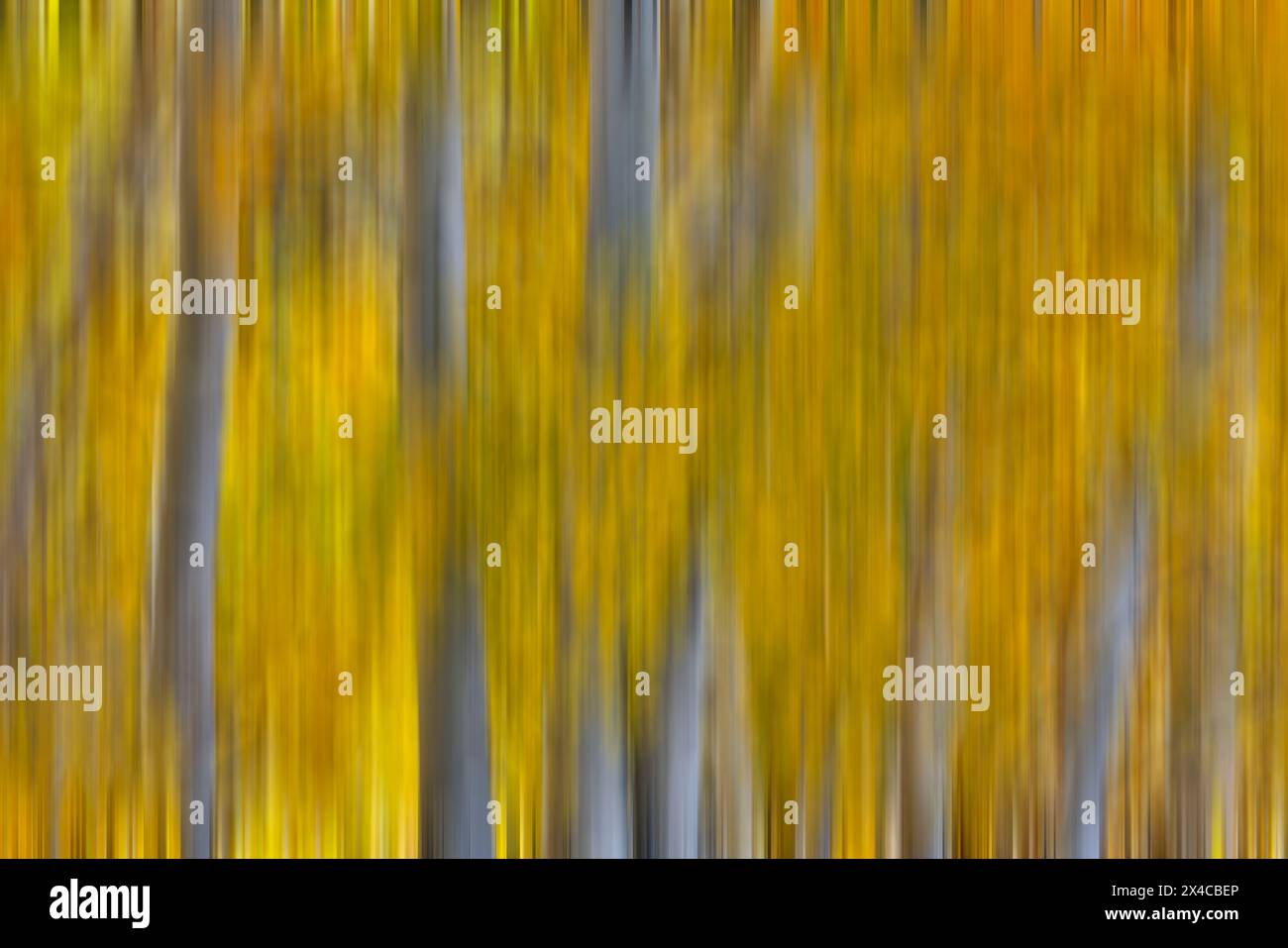 USA, California, June Lake. Aspens in Fall golden color, blur motion ...