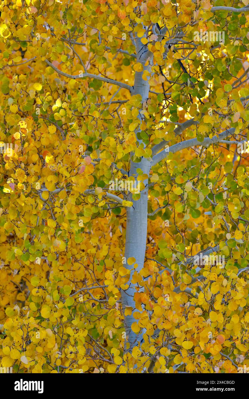 USA, California, Conway Pass fall color Stock Photo - Alamy