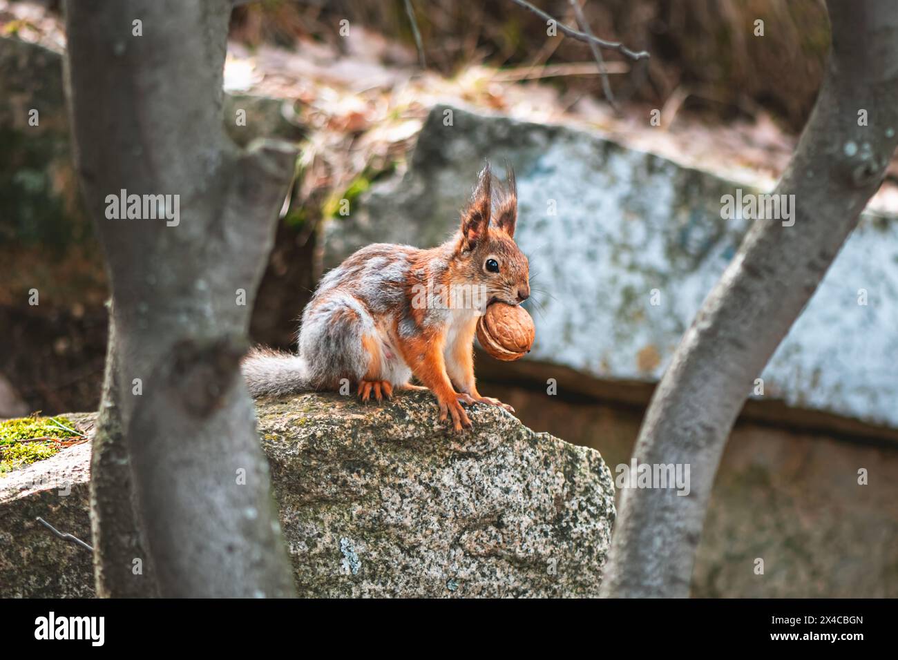 squirrel in the spring in a gray-red fur coat, molting, changing color ...
