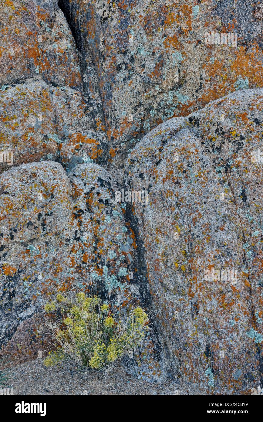 Rabbit bush hi-res stock photography and images - Alamy