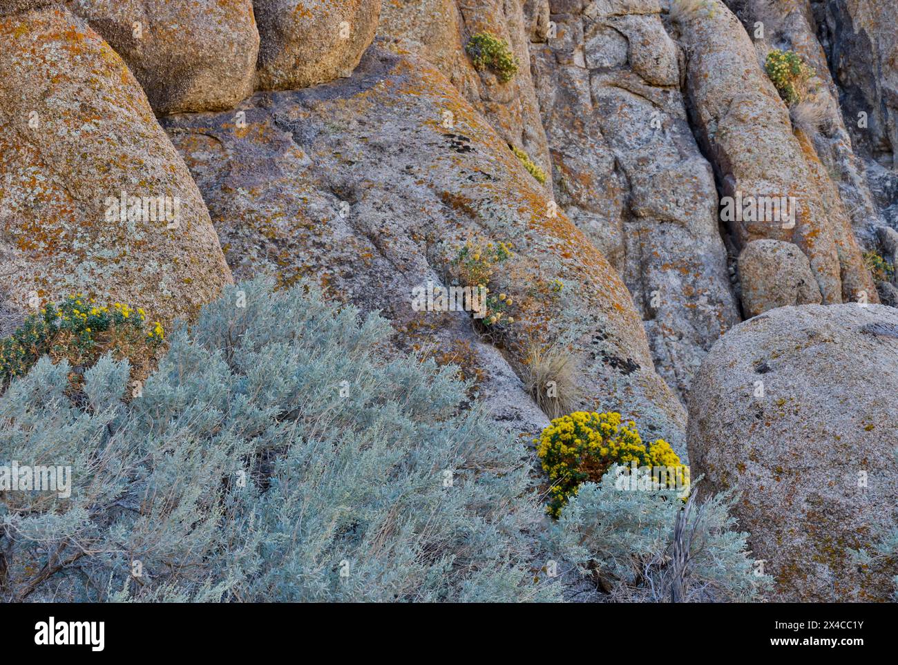Rabbit bush hi-res stock photography and images - Alamy