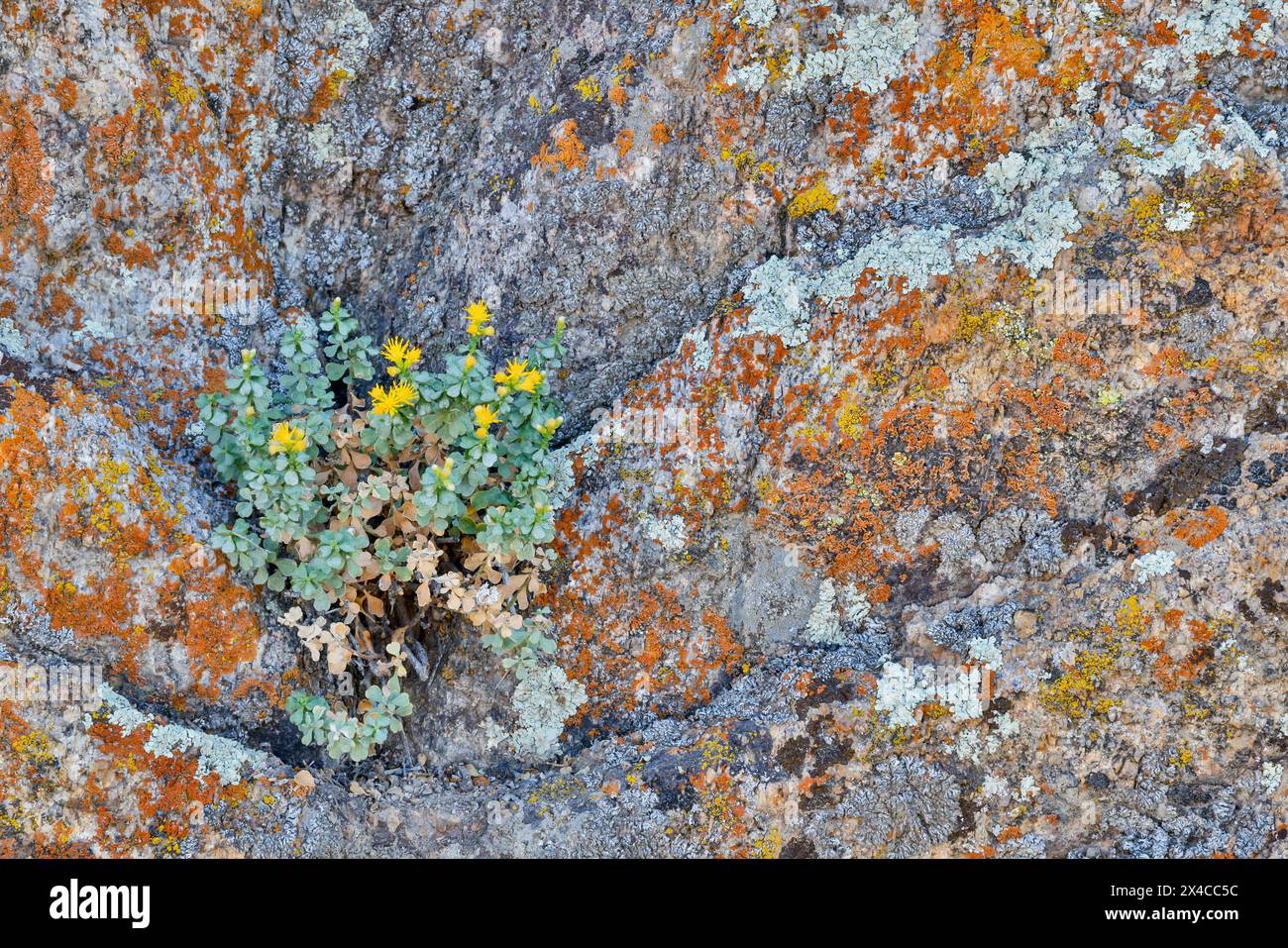 Rabbit bush hi-res stock photography and images - Alamy