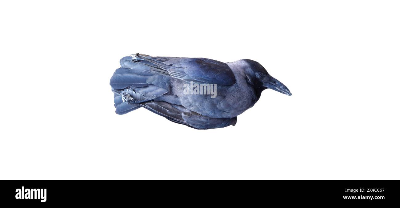 A dead bird lies on the white background with its paws up. Bird flu ...