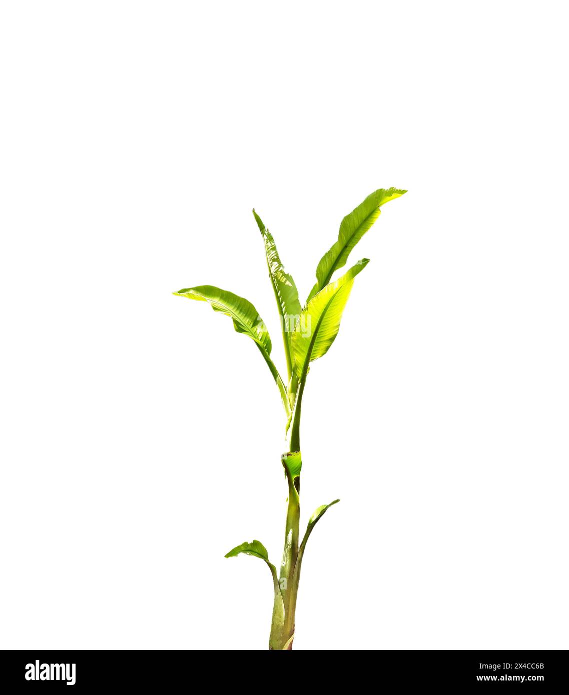 Banana tree isolated in white background. Full banana plant in white ...