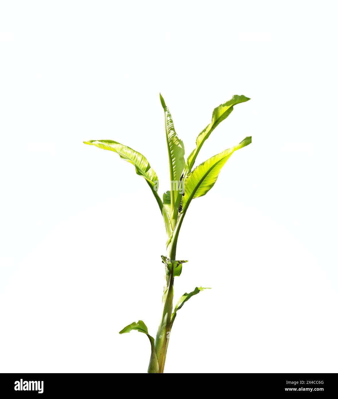Banana tree isolated in white background. Full banana plant in white ...