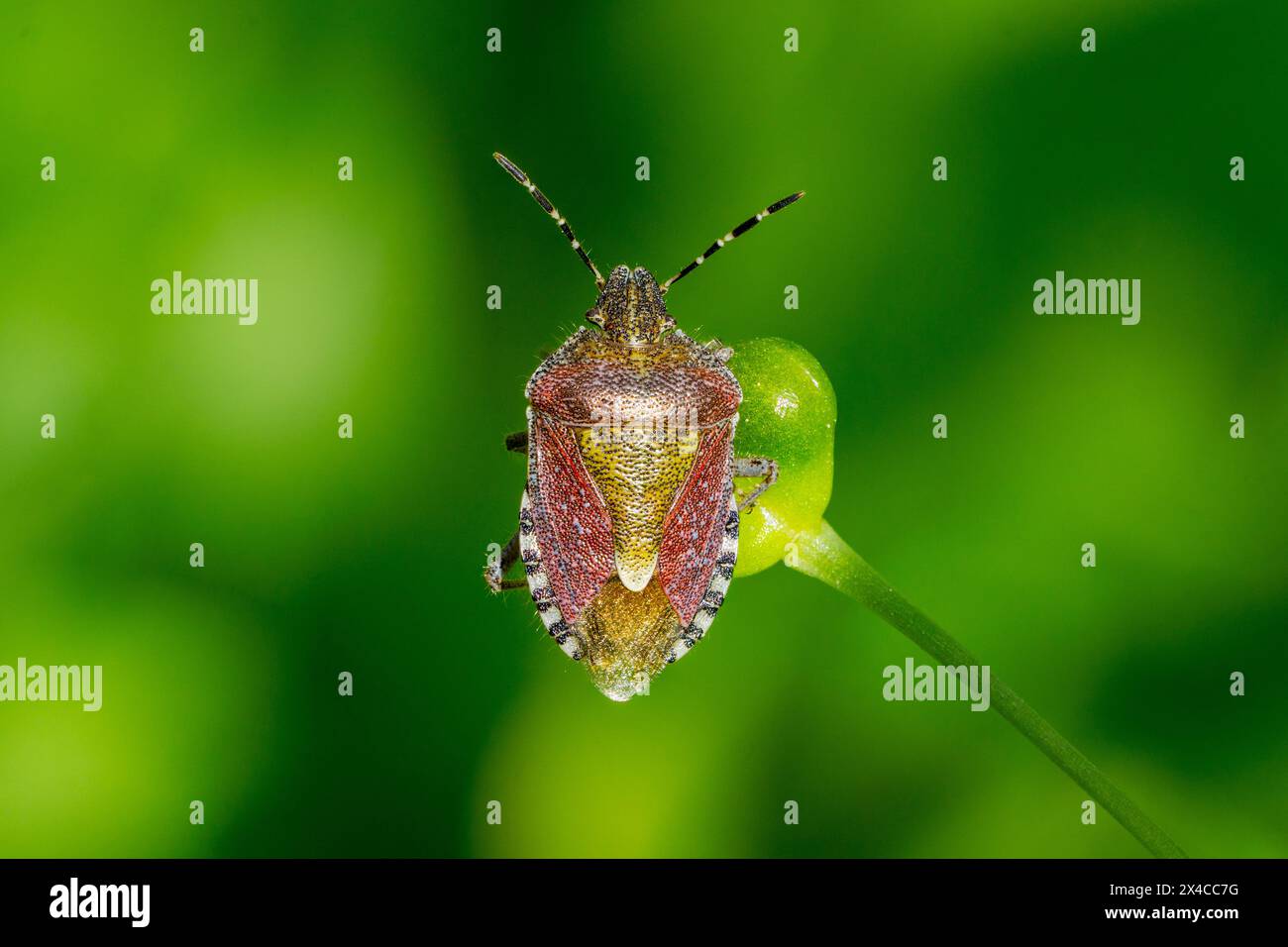 Close up of Dolycoris baccarum, the sloe bug or hairy shieldbug Stock ...