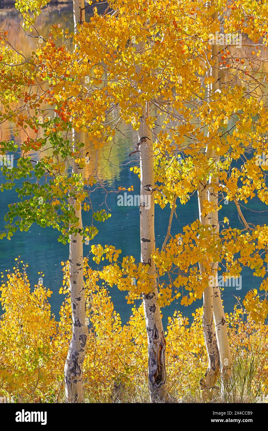 USA, California, Bishop. Bishop Canyon, autumn color and blue lake ...