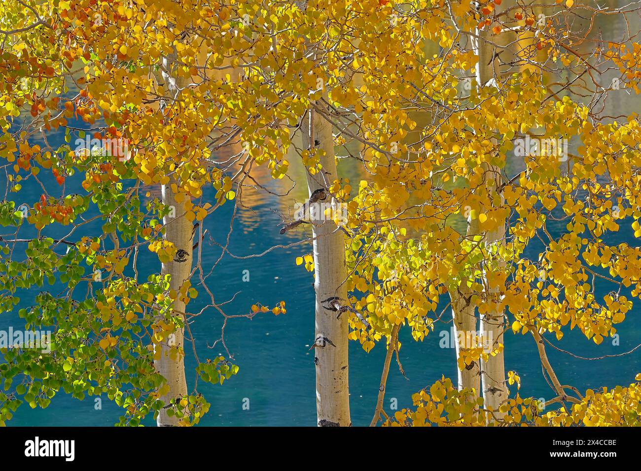 USA, California, Bishop. Bishop Canyon, autumn color and blue lake ...