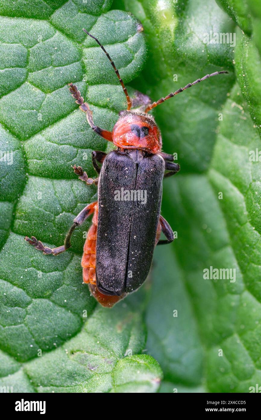 Close up of Cantharis rustica, the rustic sailor beetle (Soldier beetle ...