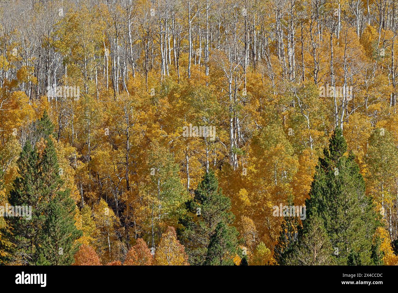 California fall color hi-res stock photography and images - Alamy