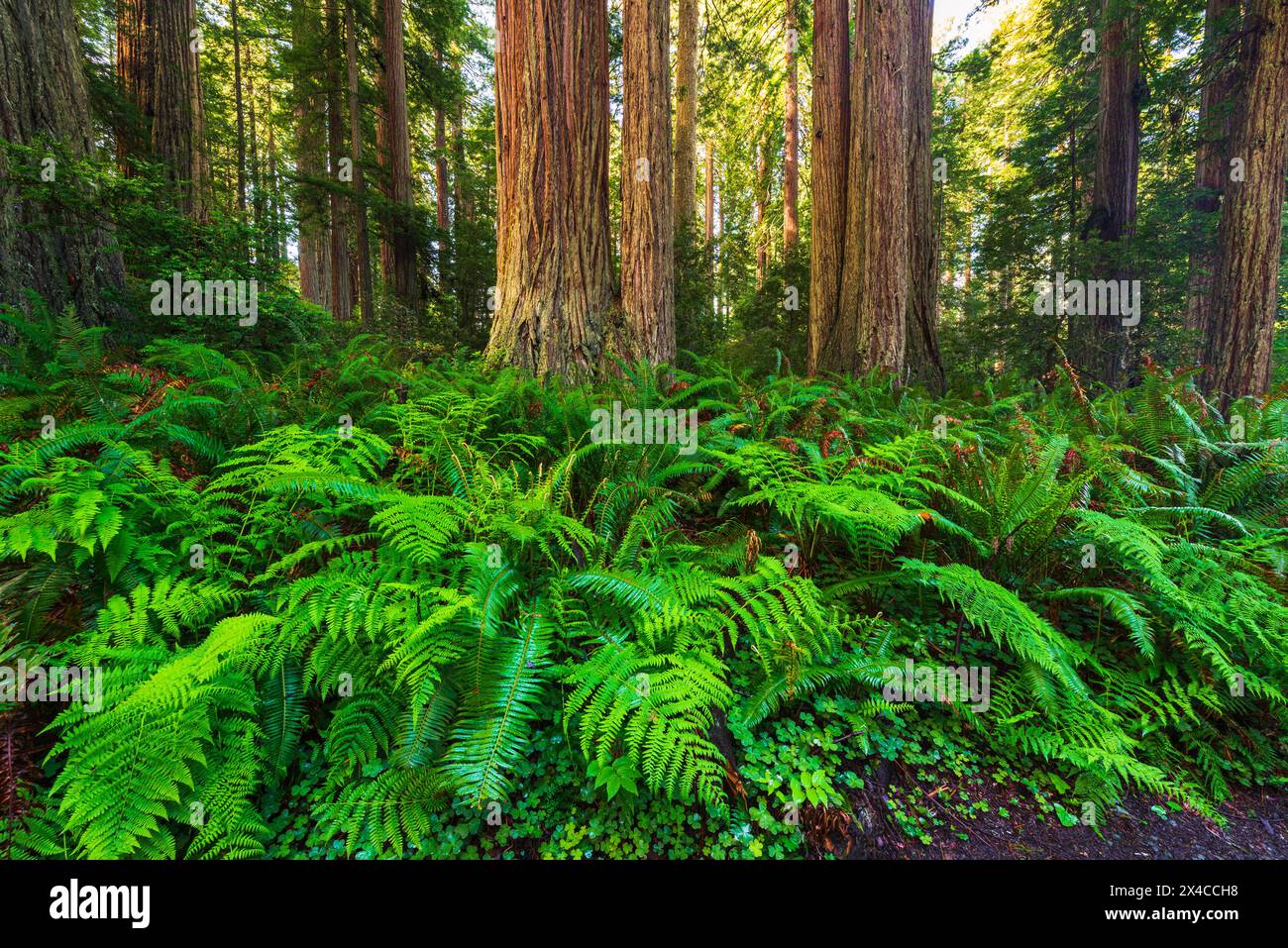 Bracken ferns and redwoods in the Lady Bird Johnson Grove, Redwood ...