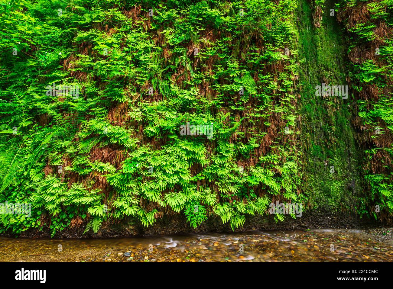 Fern Canyon, Prairie Creek Redwoods State Park, California, USA Stock ...