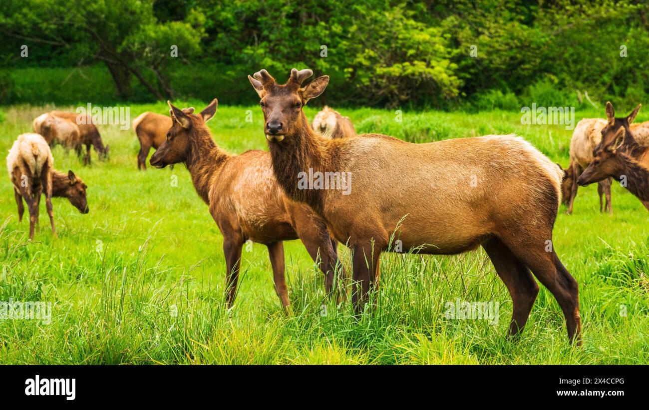 Roosevelt elk, Prairie Creek Redwoods State Park, California, USA Stock ...