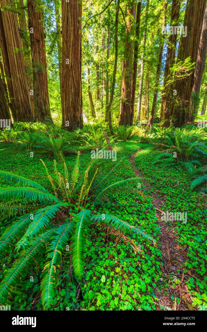 Coast redwoods in the Stout Grove, Jedediah Smith Redwoods State Park ...