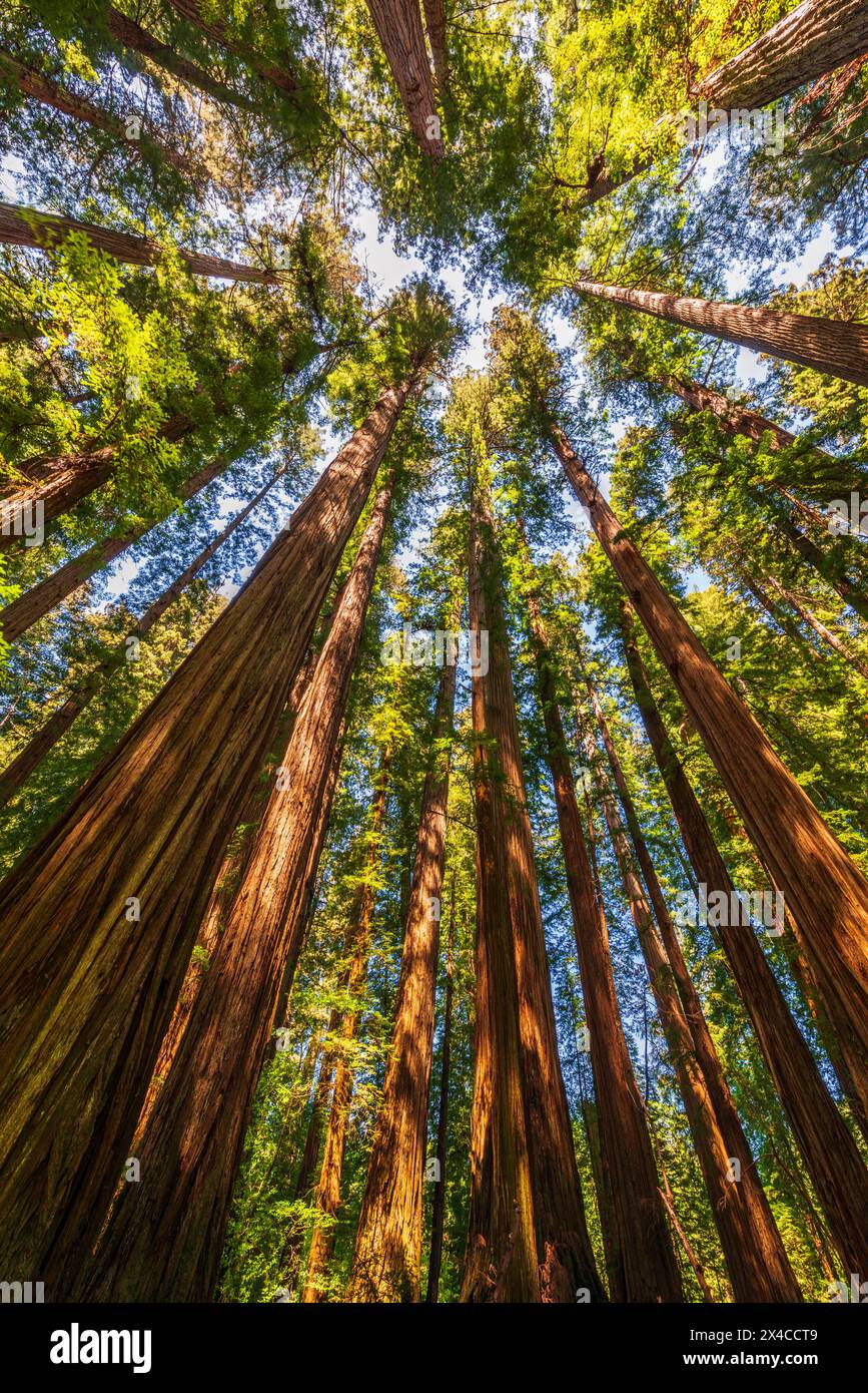 Coast redwoods in the Stout Grove, Jedediah Smith Redwoods State Park ...