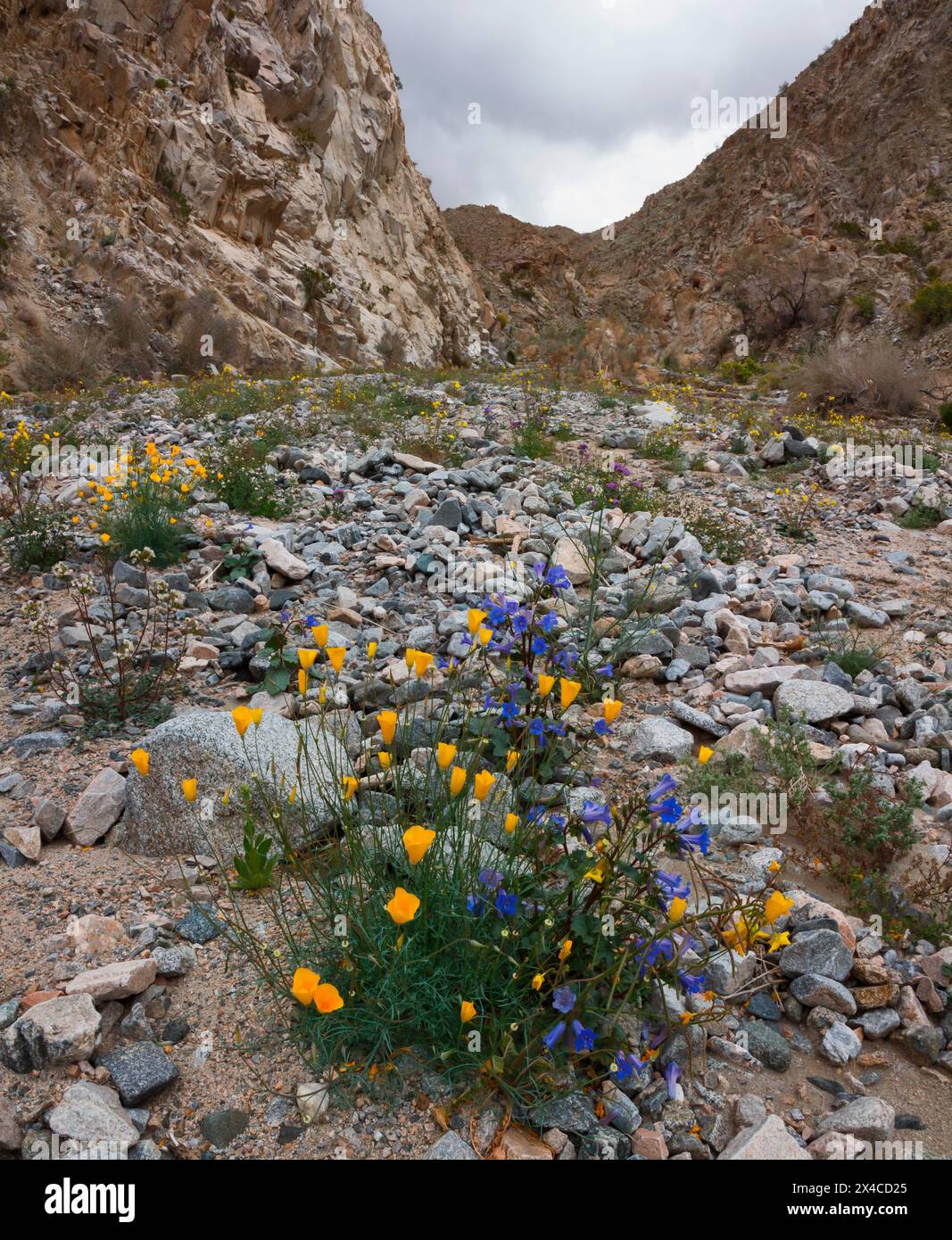 Fargo Canyon springtime wildflowers, California Stock Photo - Alamy