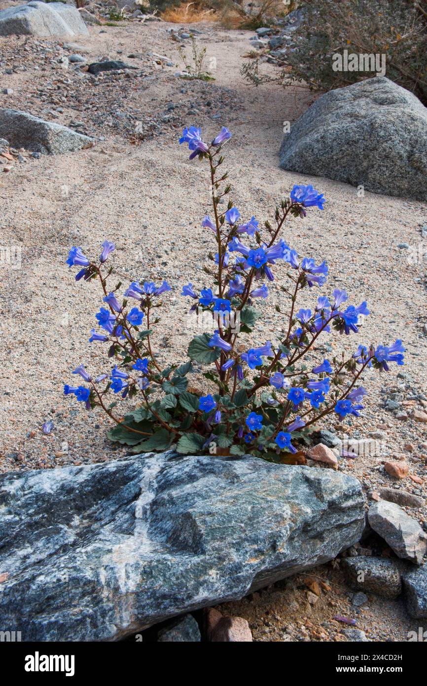 Fargo Canyon springtime wildflowers, California Stock Photo - Alamy