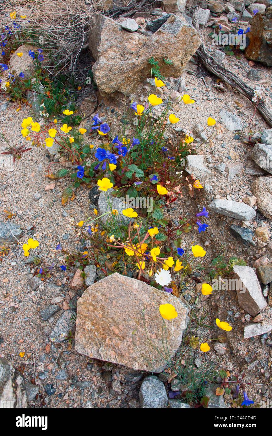 Fargo Canyon springtime wildflowers, California Stock Photo - Alamy