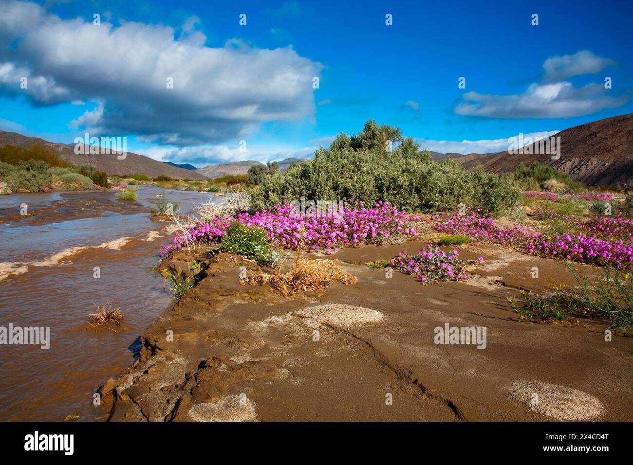 Colorful desert blooms hi-res stock photography and images - Alamy