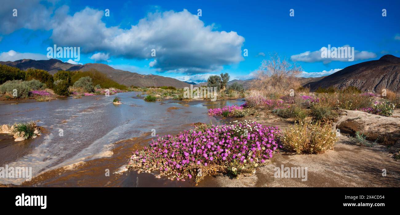 Anza Borrego Desert spring blooms, California Stock Photo - Alamy