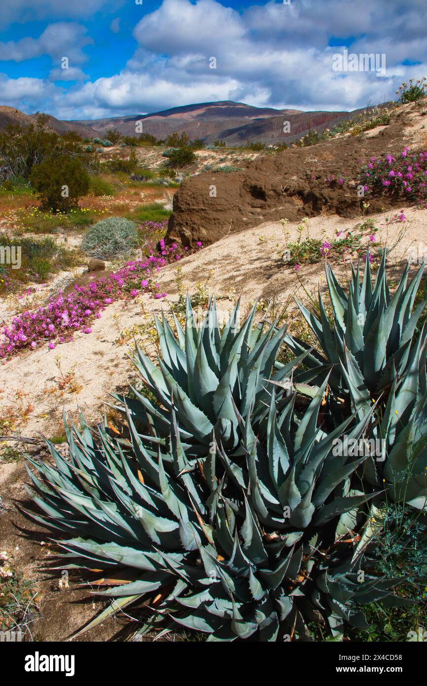 Blooms of the desert hi-res stock photography and images - Alamy