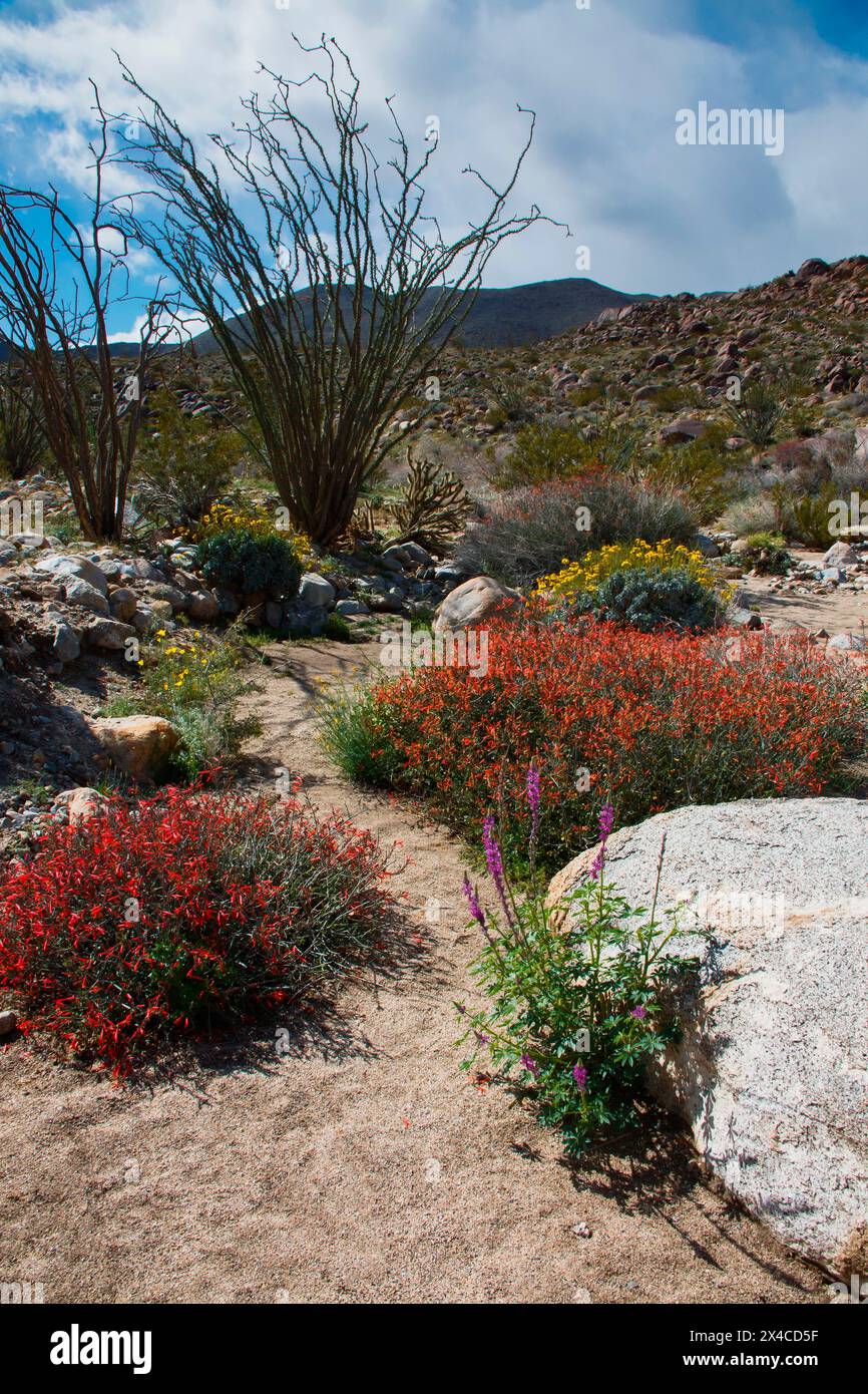 Anza Borrego Desert spring blooms, California Stock Photo - Alamy