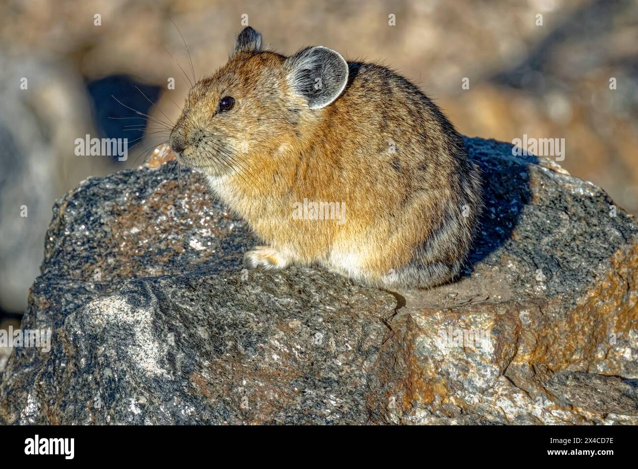 USA, Colorado, Rocky Mountain National Park. American pika on rock ...