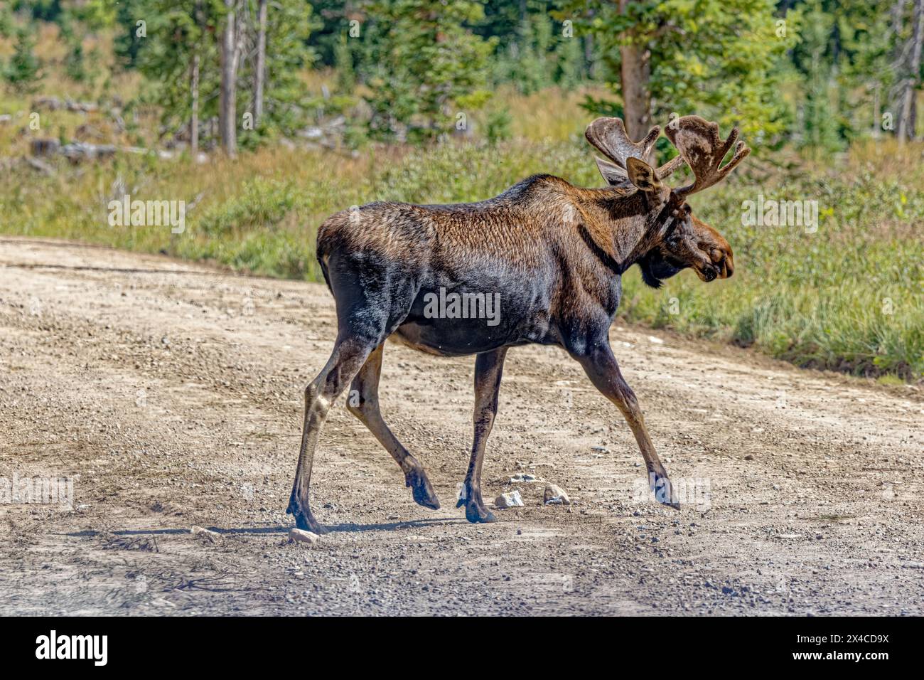 Bull moose crossing hi-res stock photography and images - Alamy